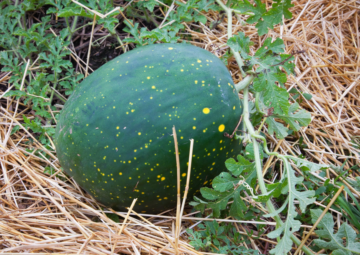 Amish Moon & Stars Watermelon – UJAMAA SEEDS
