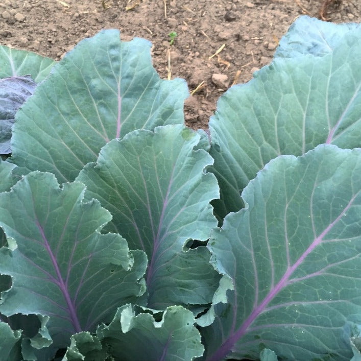 Old Timey Blue Collards – UJAMAA SEEDS