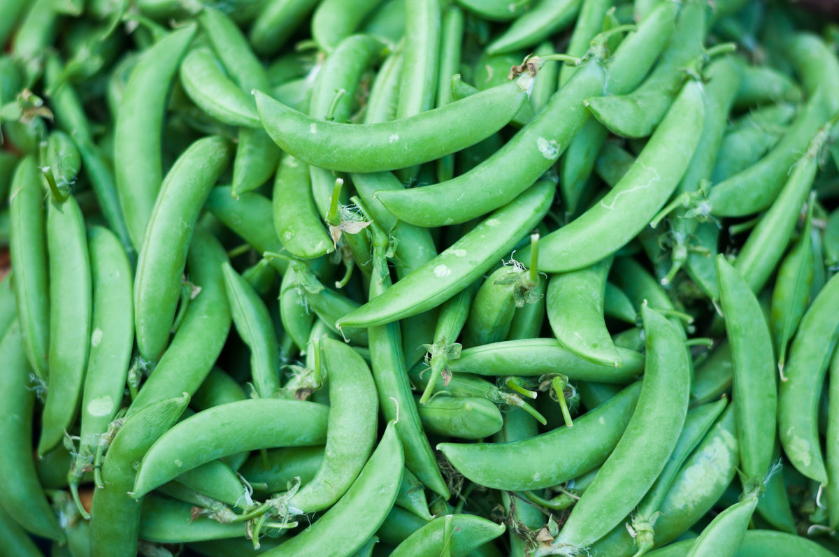 Tall Sugar Snap Pea – UJAMAA SEEDS