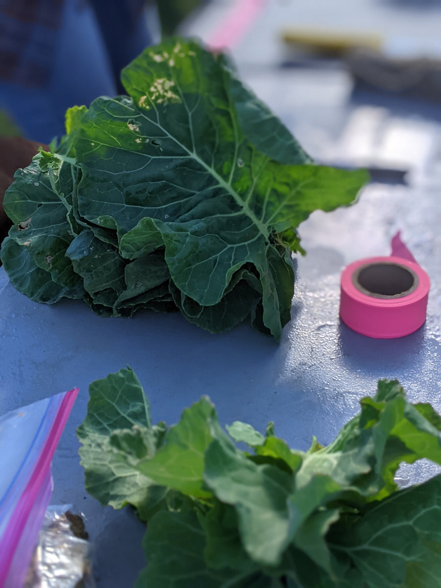 COLLARDS, Ultracross – UJAMAA SEEDS