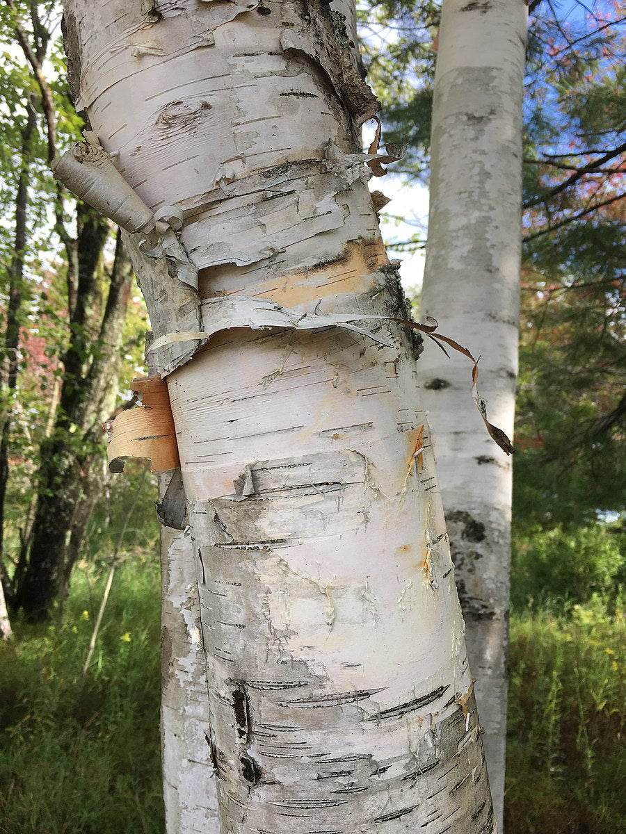 TREE, BIRCH, Paper – UJAMAA SEEDS
