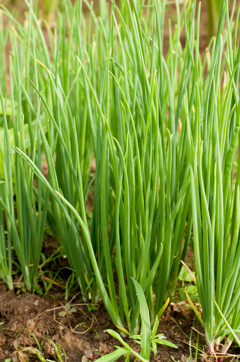 SCALLION, Flagpole – UJAMAA SEEDS