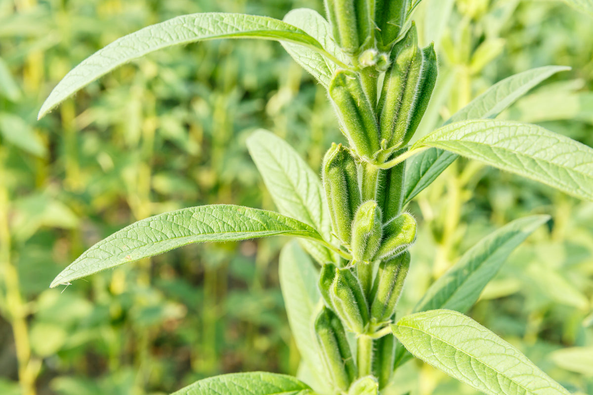 Benne (Sesame) – UJAMAA SEEDS