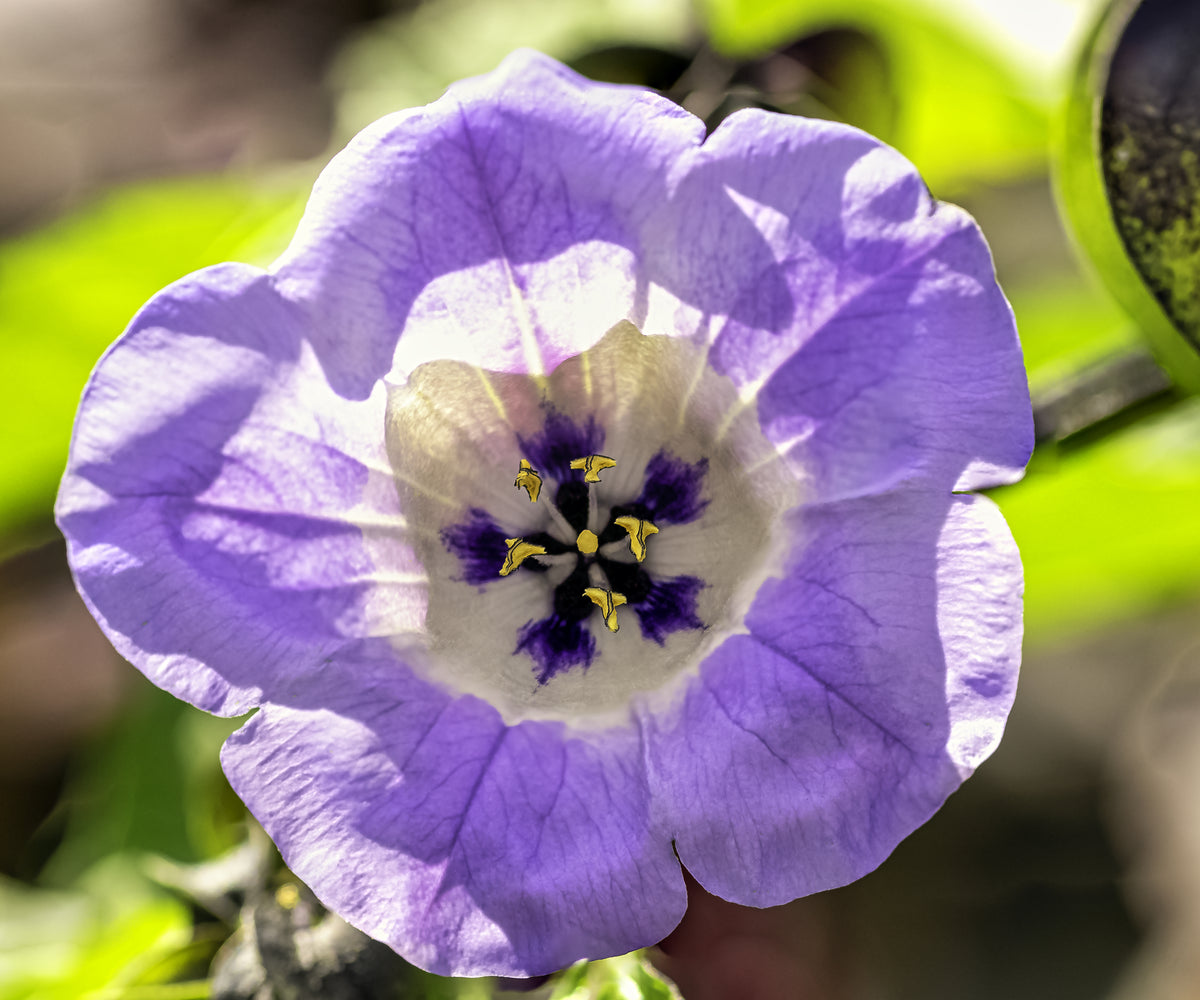 Shoo-fly Plant – UJAMAA SEEDS