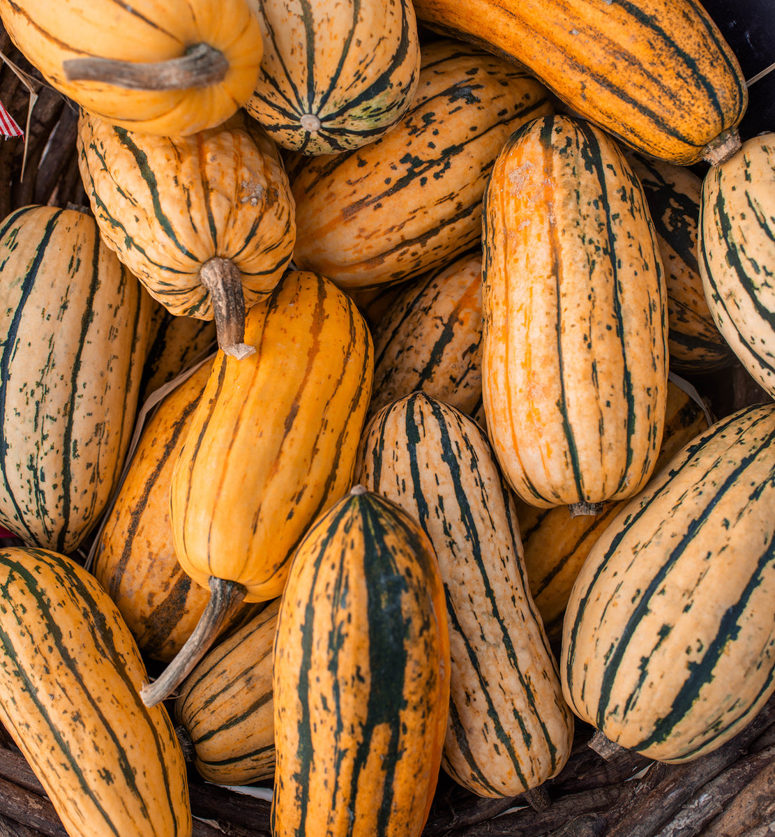Candystick Dessert Delicata Squash – UJAMAA SEEDS
