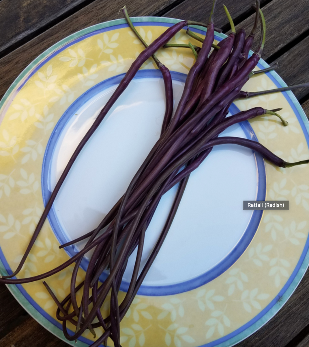 Rat Tail Radish (Podding Radish) – UJAMAA SEEDS