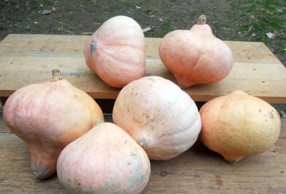 Hidatsa Winter Squash – UJAMAA SEEDS