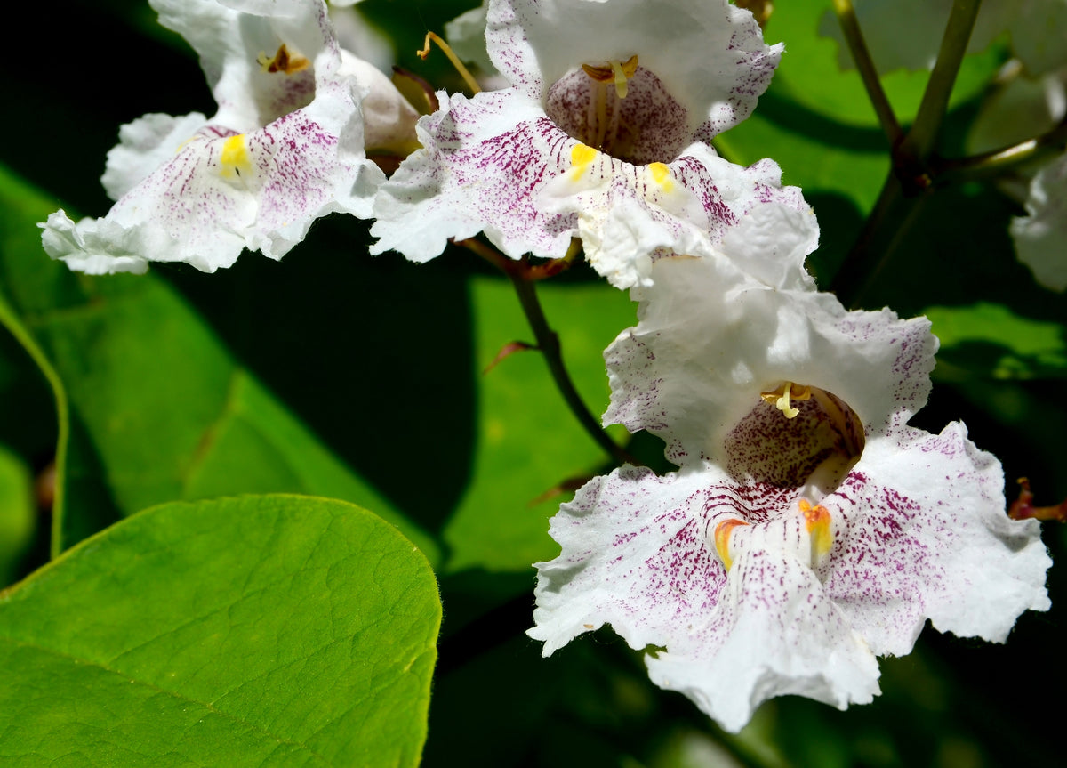 Southern Catalpa – UJAMAA SEEDS