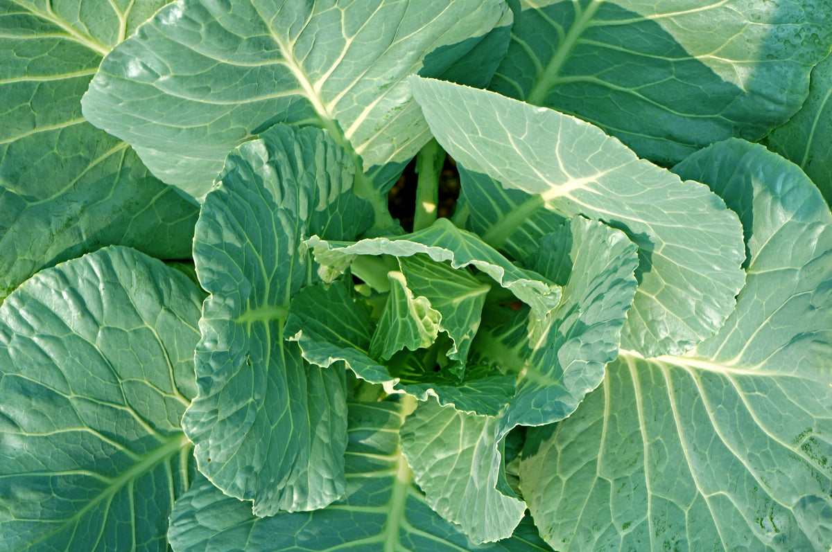 Whaley’s Favorite Cabbage Collards – UJAMAA SEEDS