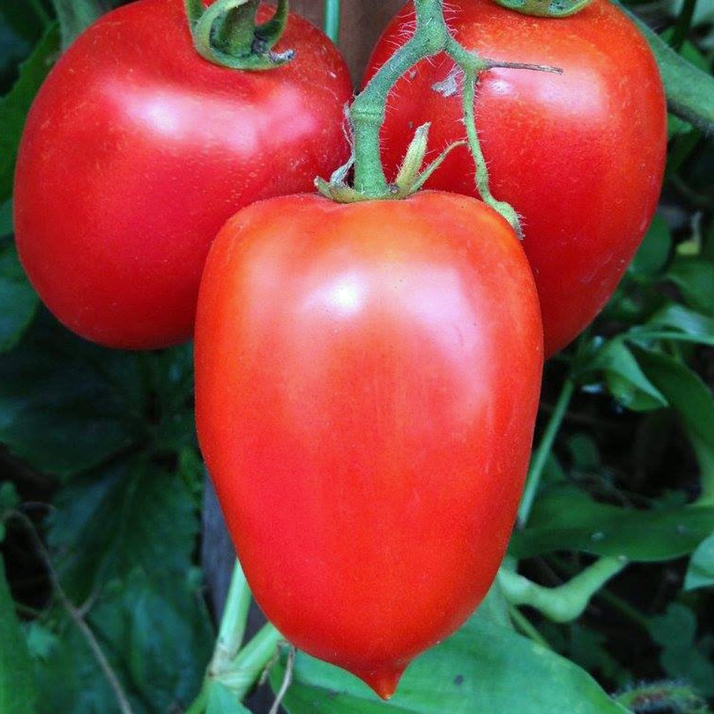 Amish Paste Tomato – UJAMAA SEEDS