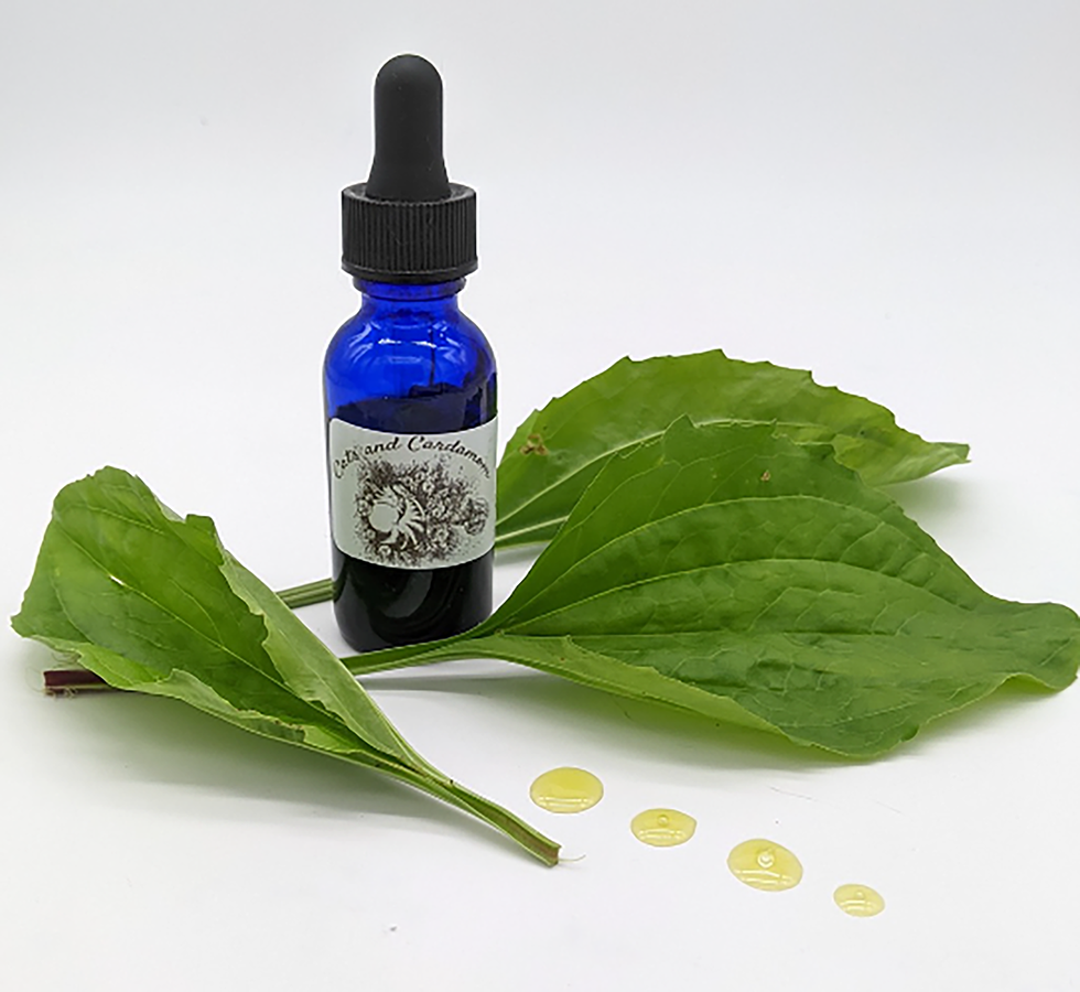 TINCTURE - DON’T BUG ME! Soothing Plantain Oil – UJAMAA SEEDS